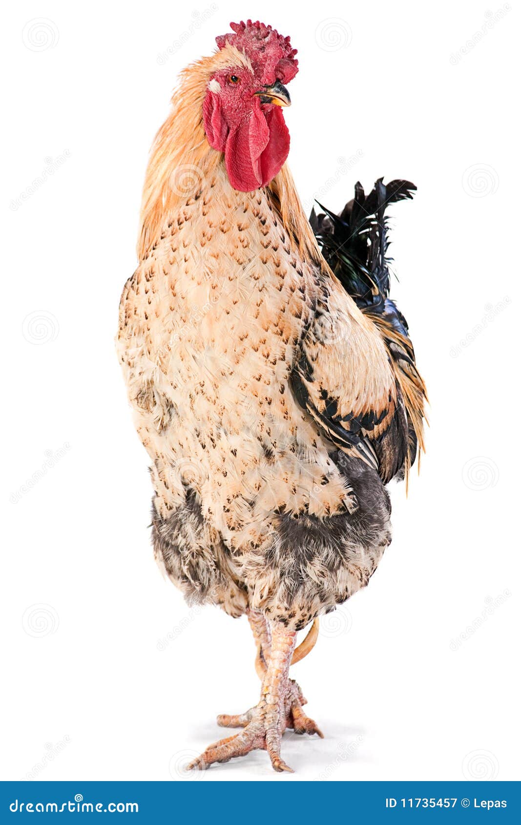 Rooster bird stock image. Image of cockerel, vertical - 11735457