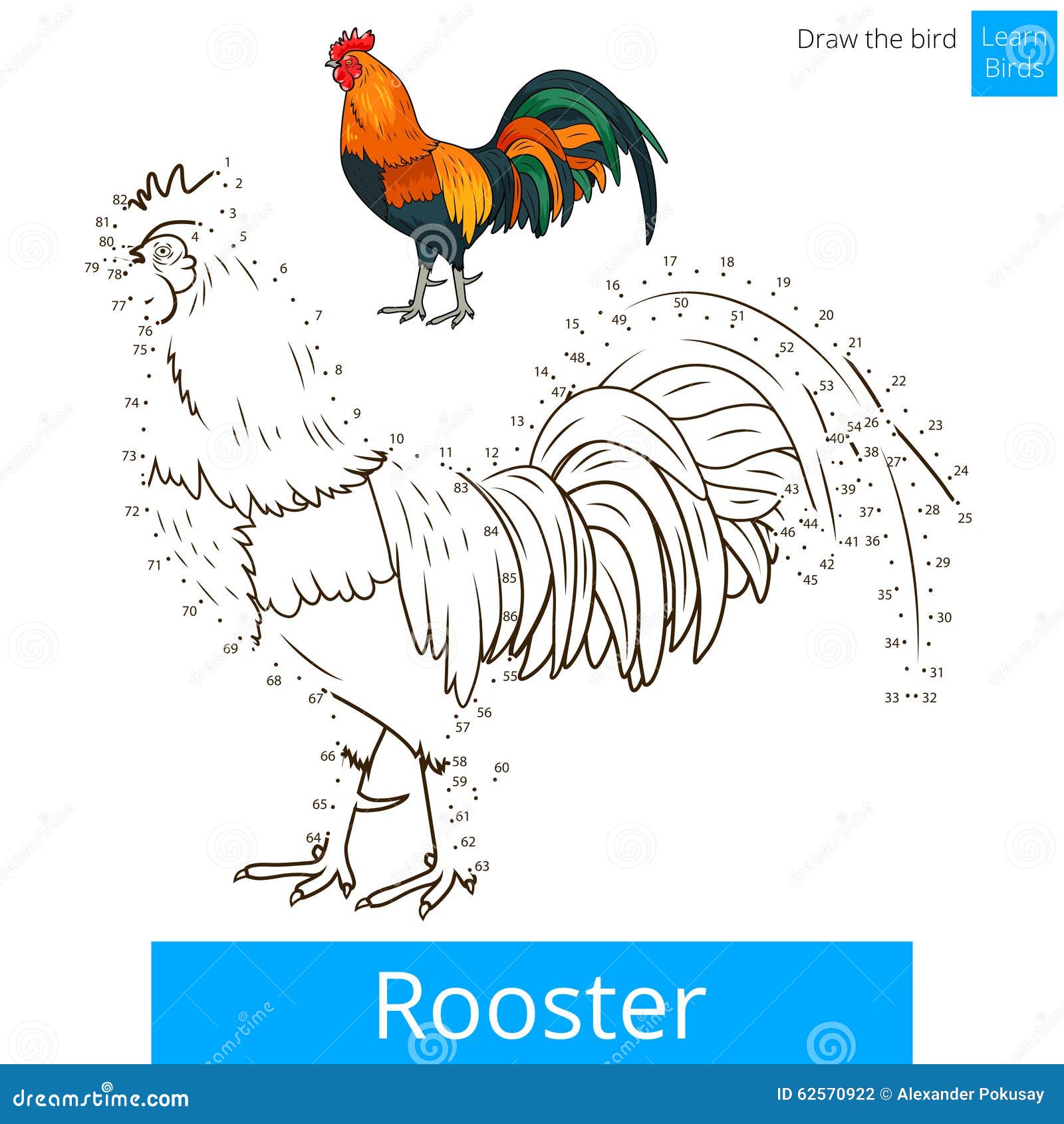 Rooster Bird Learn To Draw Vector Stock Vector - Illustration of animal ...