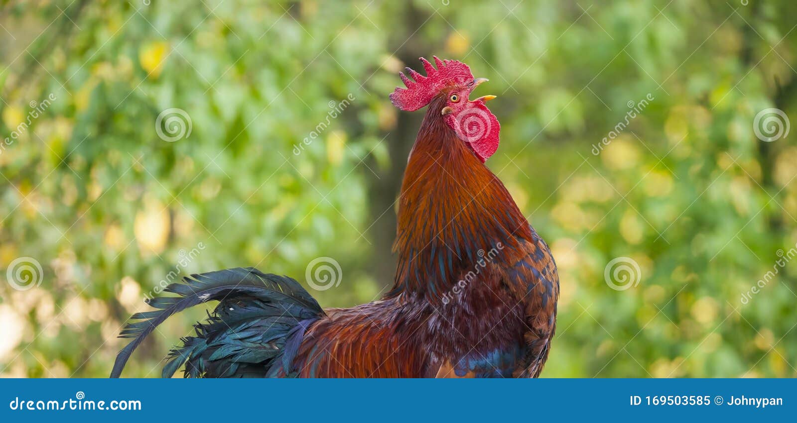 Rooster Bird Singing or Crowing Stock Image - Image of rural, nature ...