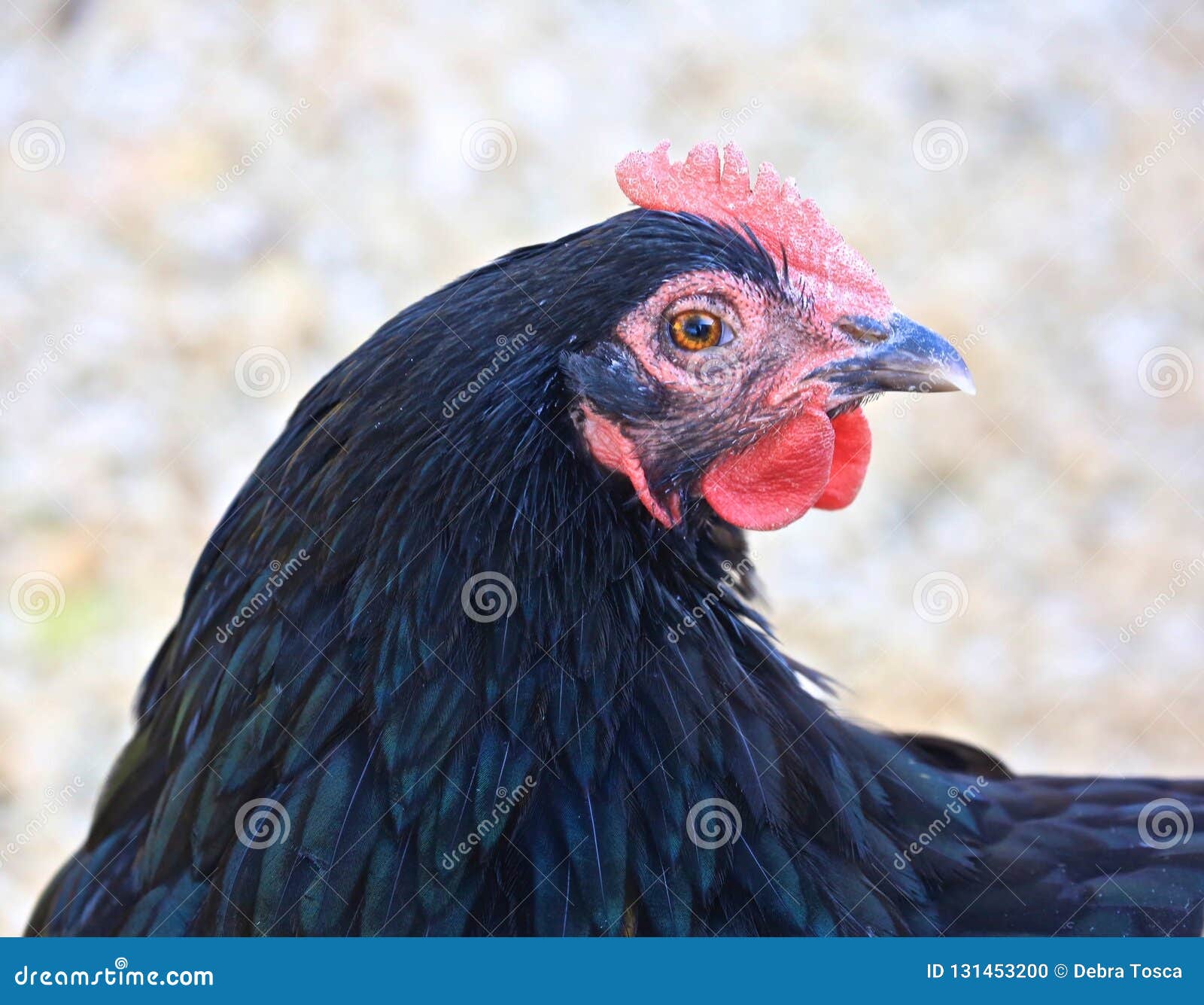Rooster black stock photo. Image of black, rooster, waddle - 131453200