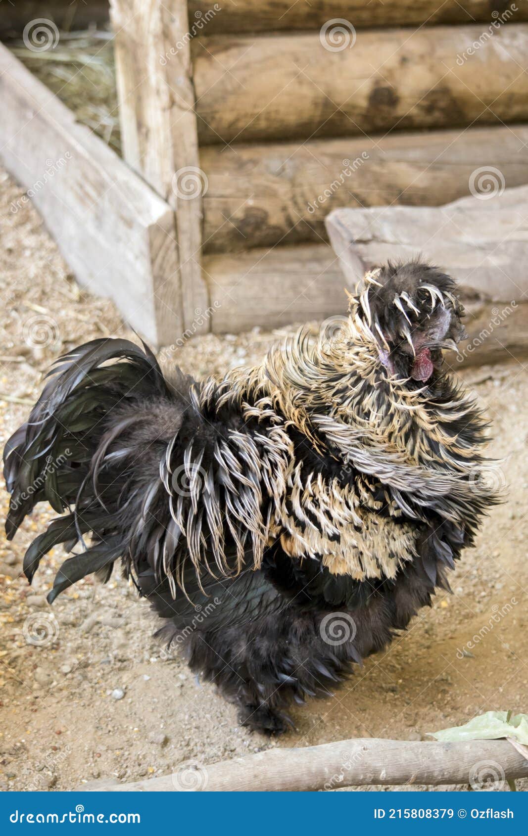 The Rooster is Black and Tan with a Reddish Comb Stock Image - Image of ...