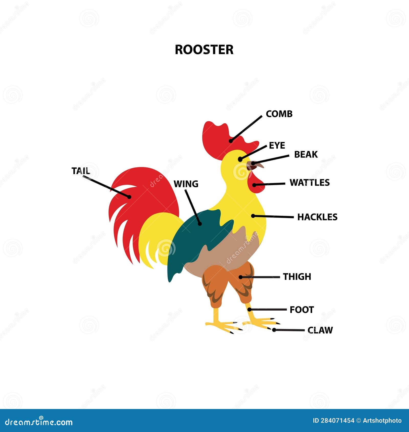 Rooster Body Parts, Educational Worksheet Stock Vector - Illustration ...