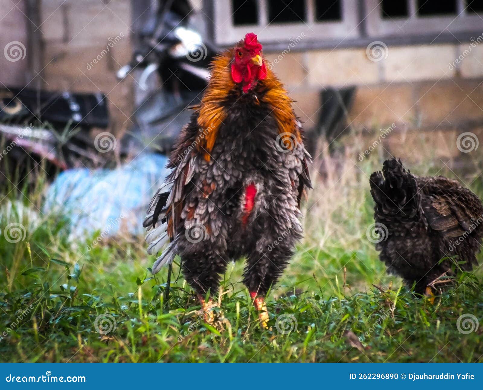 Rooster stock photo. Image of poultry, prairie, chicken - 262296890