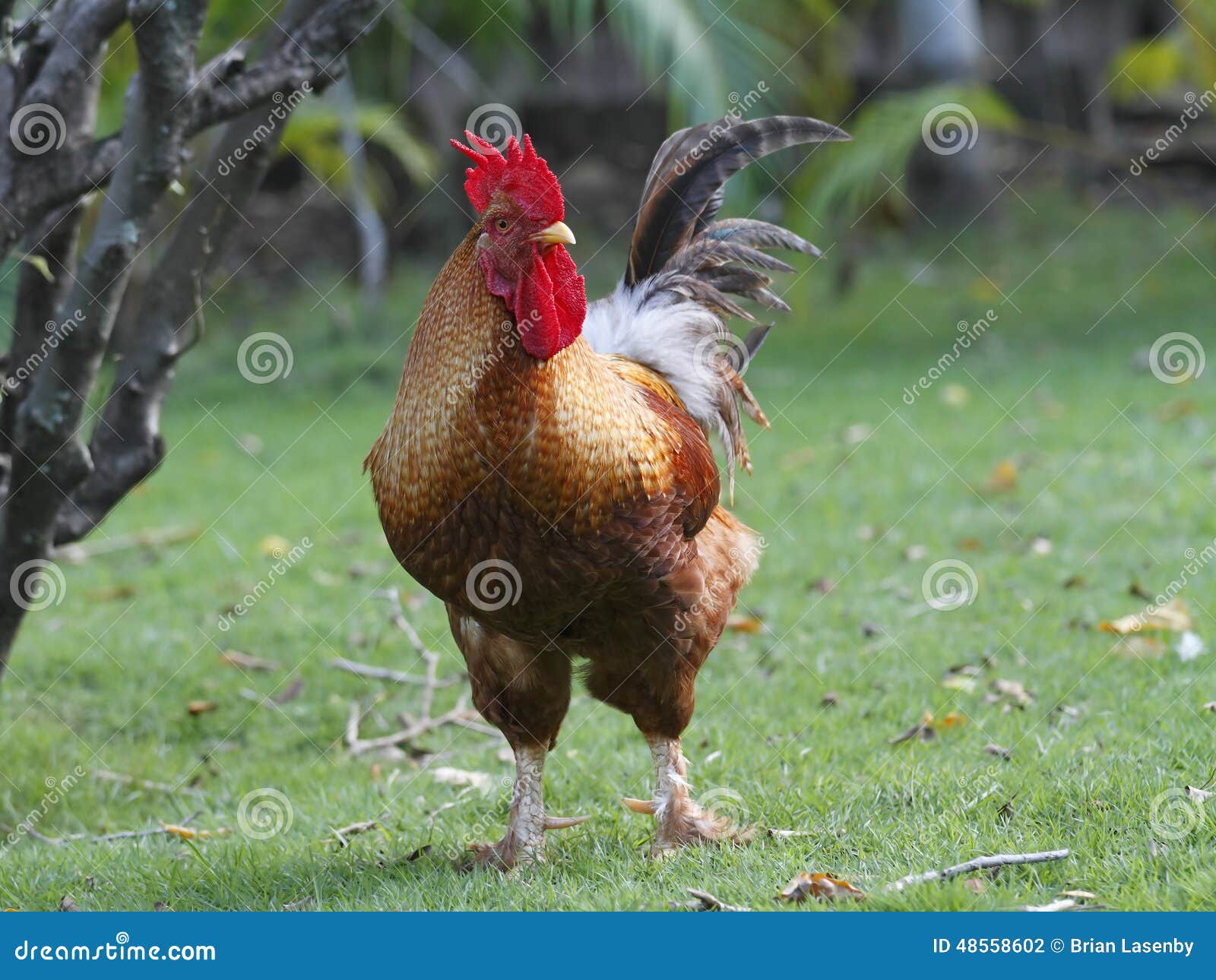 Rooster with Brilliant Red Comb Stock Photo - Image of roatan, honduras ...
