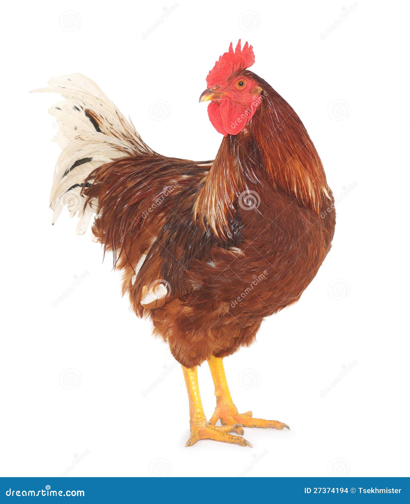 Rooster brown stock photo. Image of beak, side, closeup - 27374194