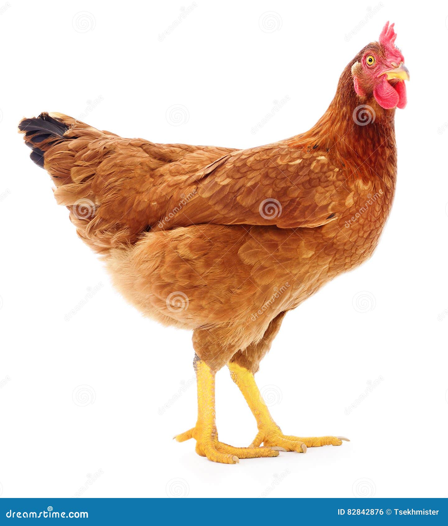 Rooster brown isolated. stock photo. Image of young, brown - 82842876