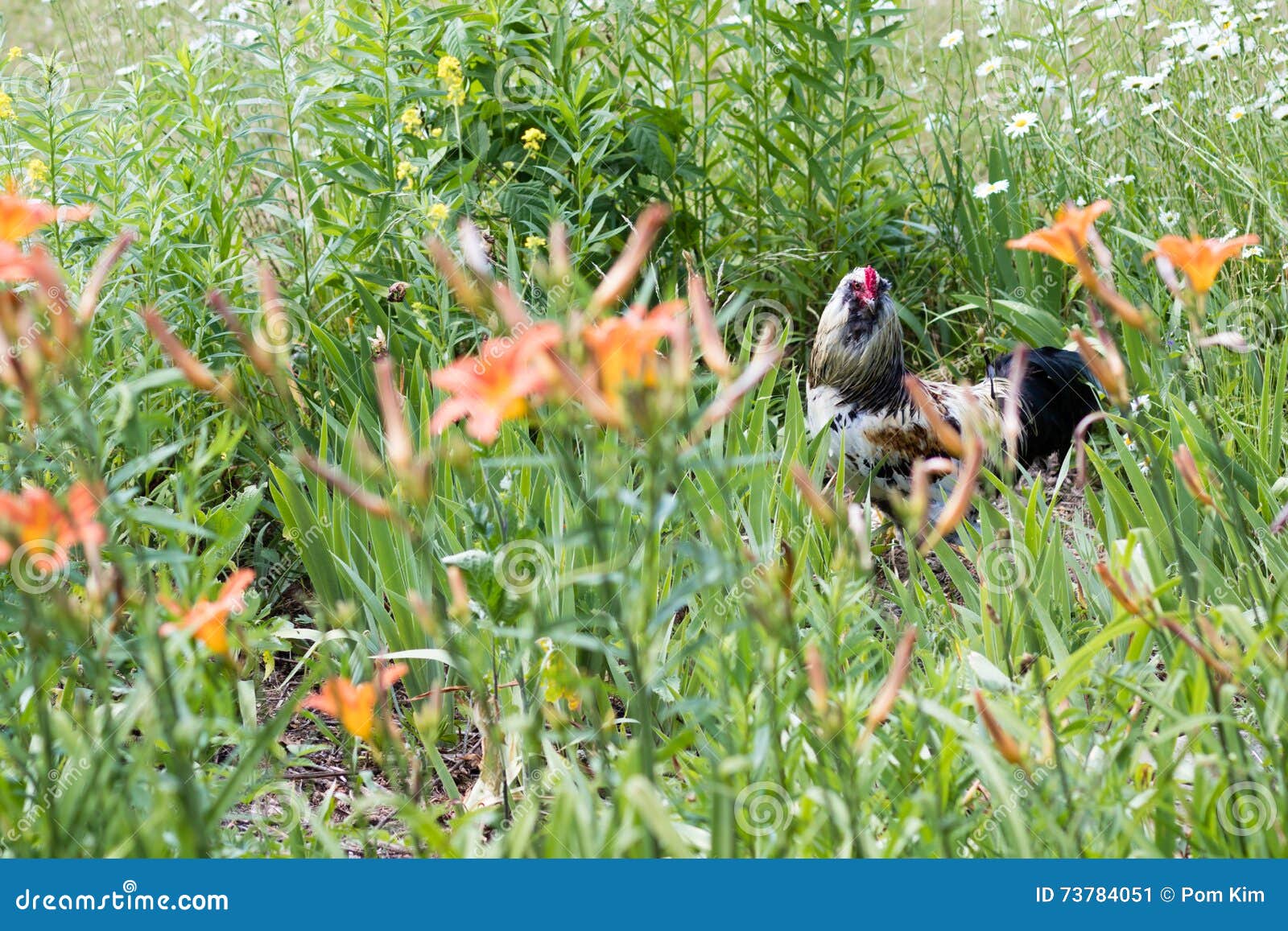 Rooster in bush stock image. Image of rooster, animal - 73784051