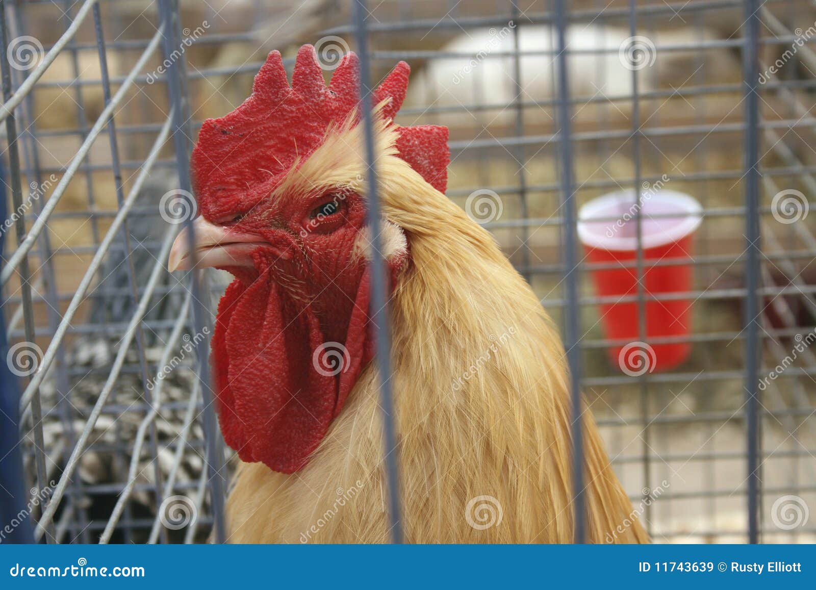 Rooster in a Cage stock image. Image of cage, animal - 11743639
