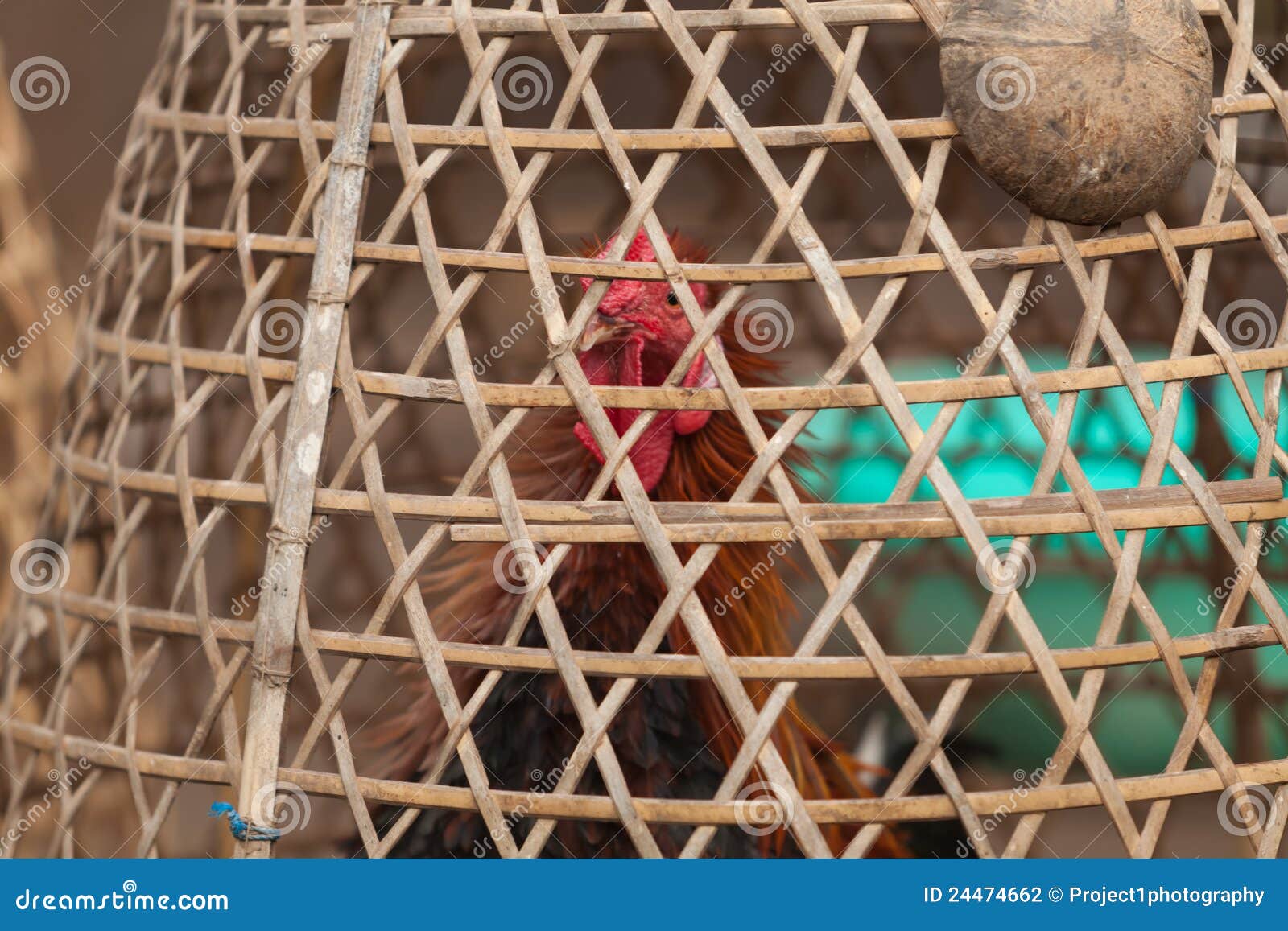 Rooster in cage stock photo. Image of spca, bird, grid - 24474662