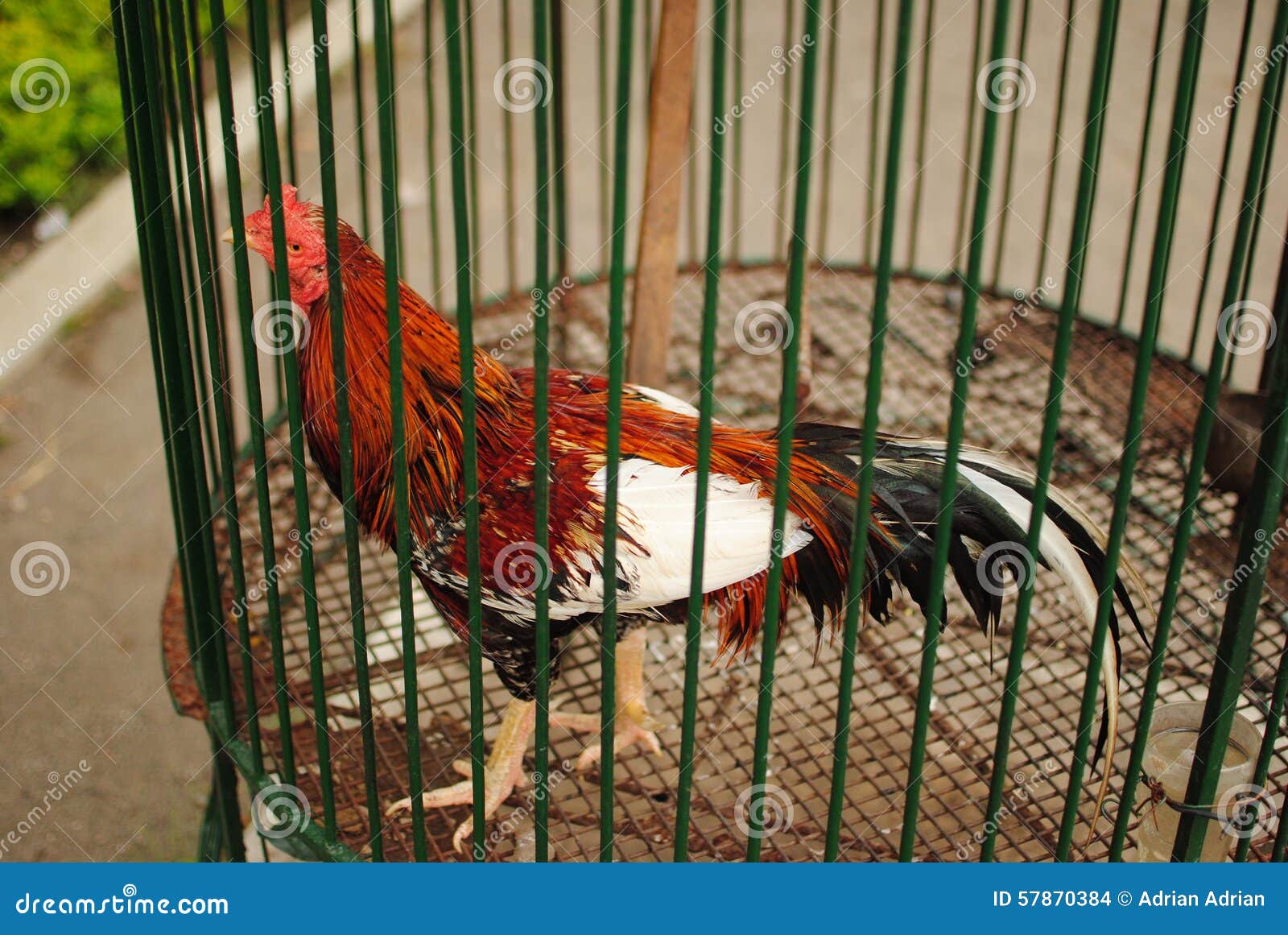 Rooster in cage stock photo. Image of feathered, farm - 57870384