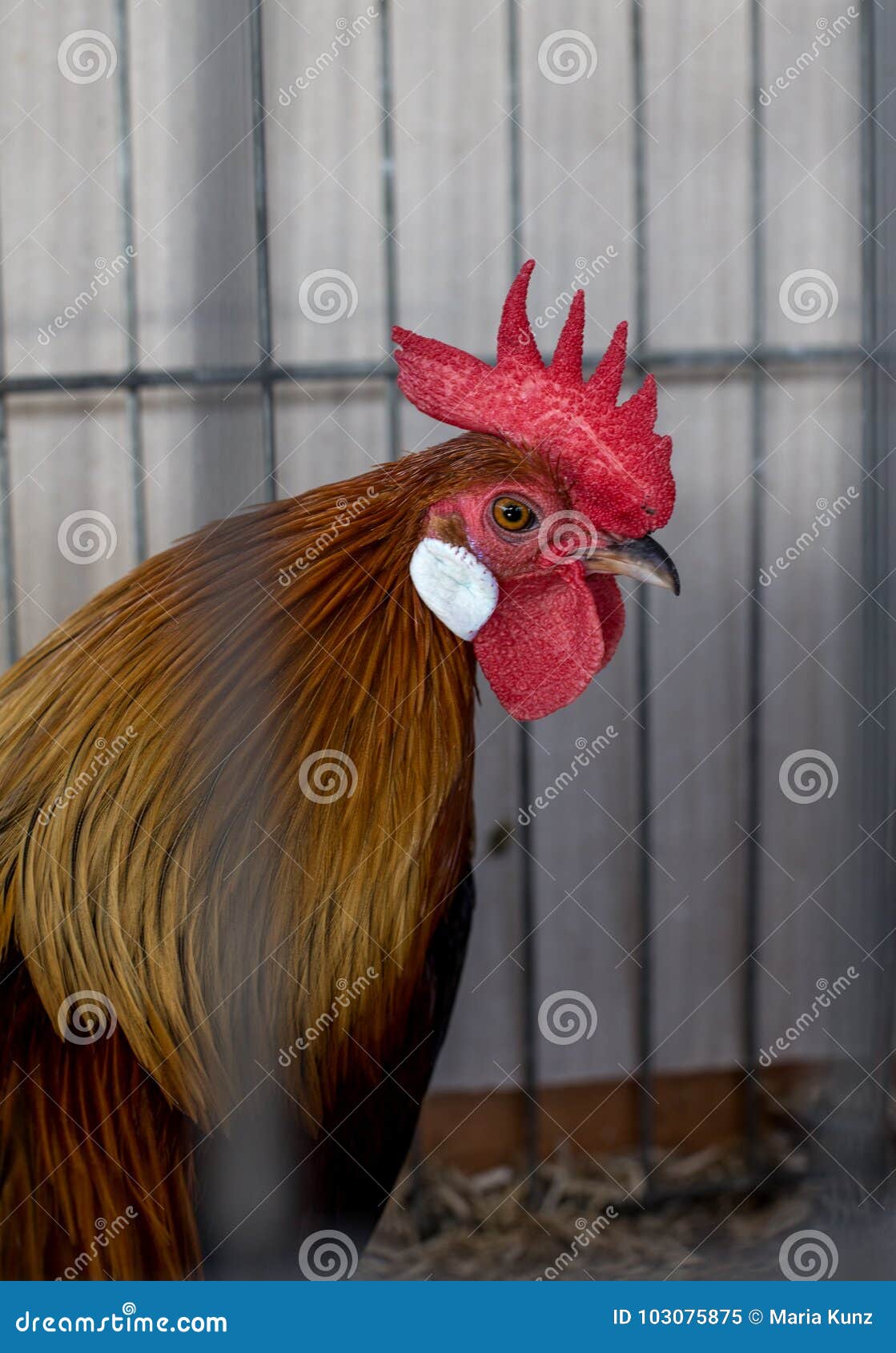 Rooster in a cage stock image. Image of livestock, rooster - 103075875
