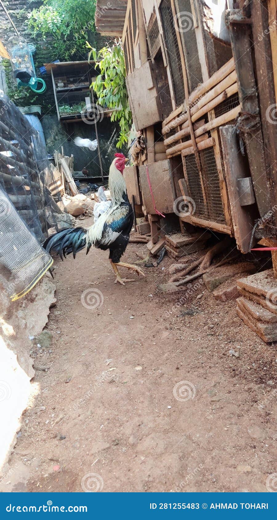 This Rooster is Called Wido in Some Areas Stock Image - Image of wido ...