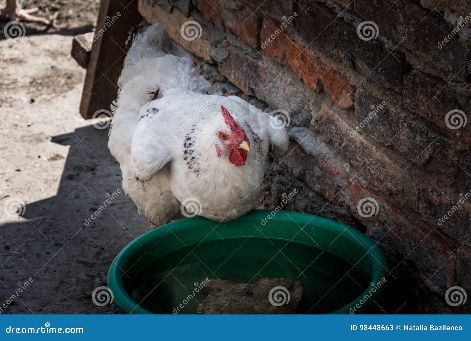 Rooster Came To Drink Water Stock Image - Image of broiler, natural ...