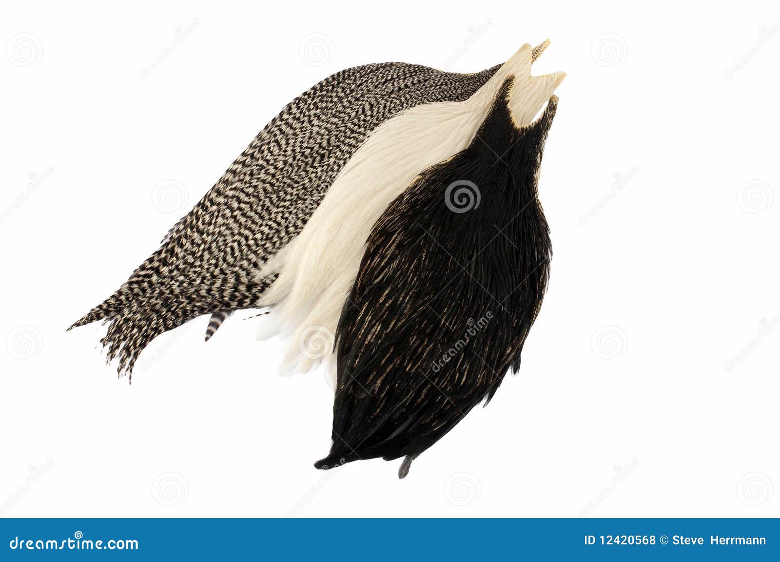 Rooster Cape stock photo. Image of feathers, isolated - 12420568
