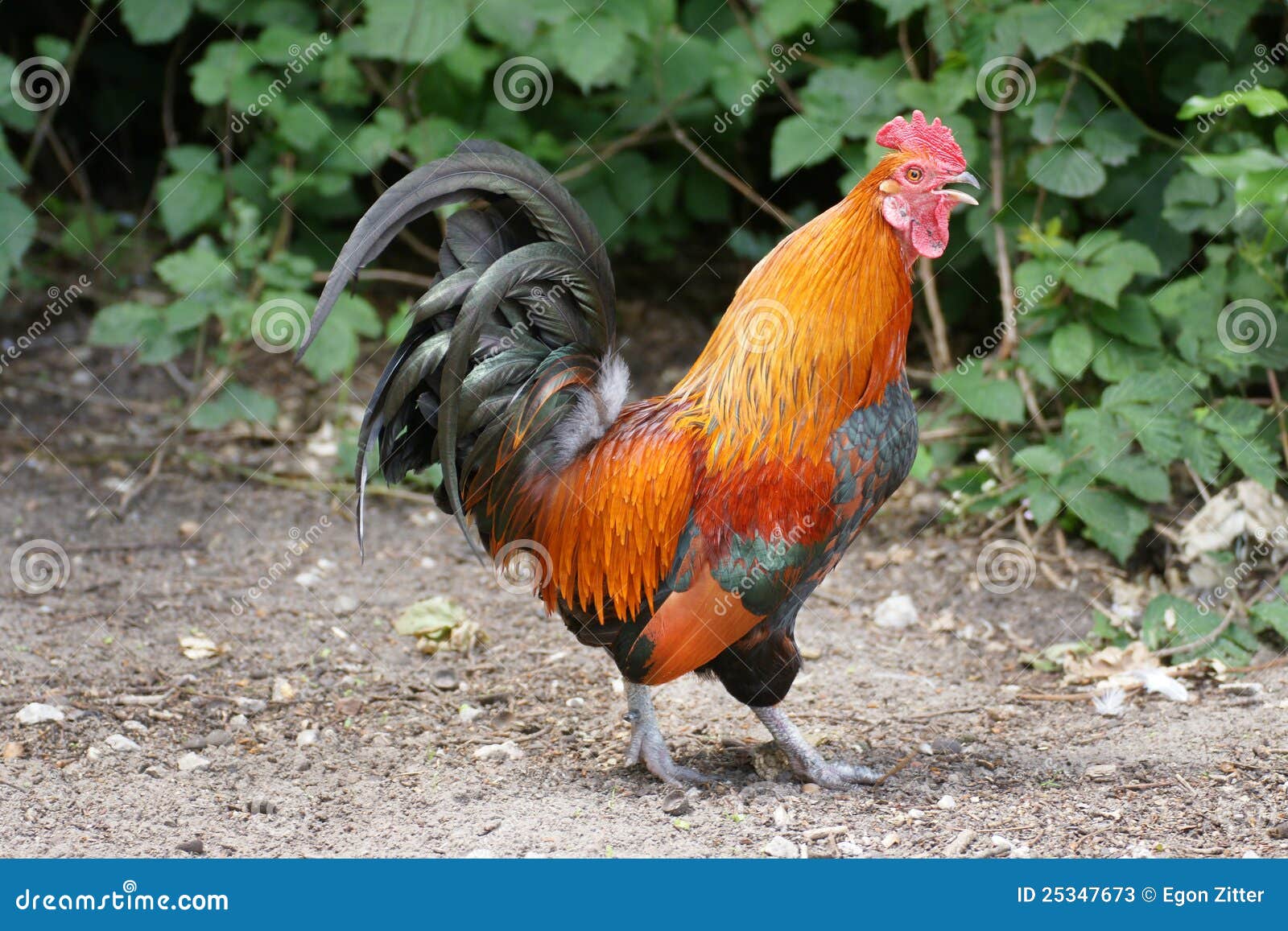 Rooster chicken stock image. Image of range, laying, bright - 25347673