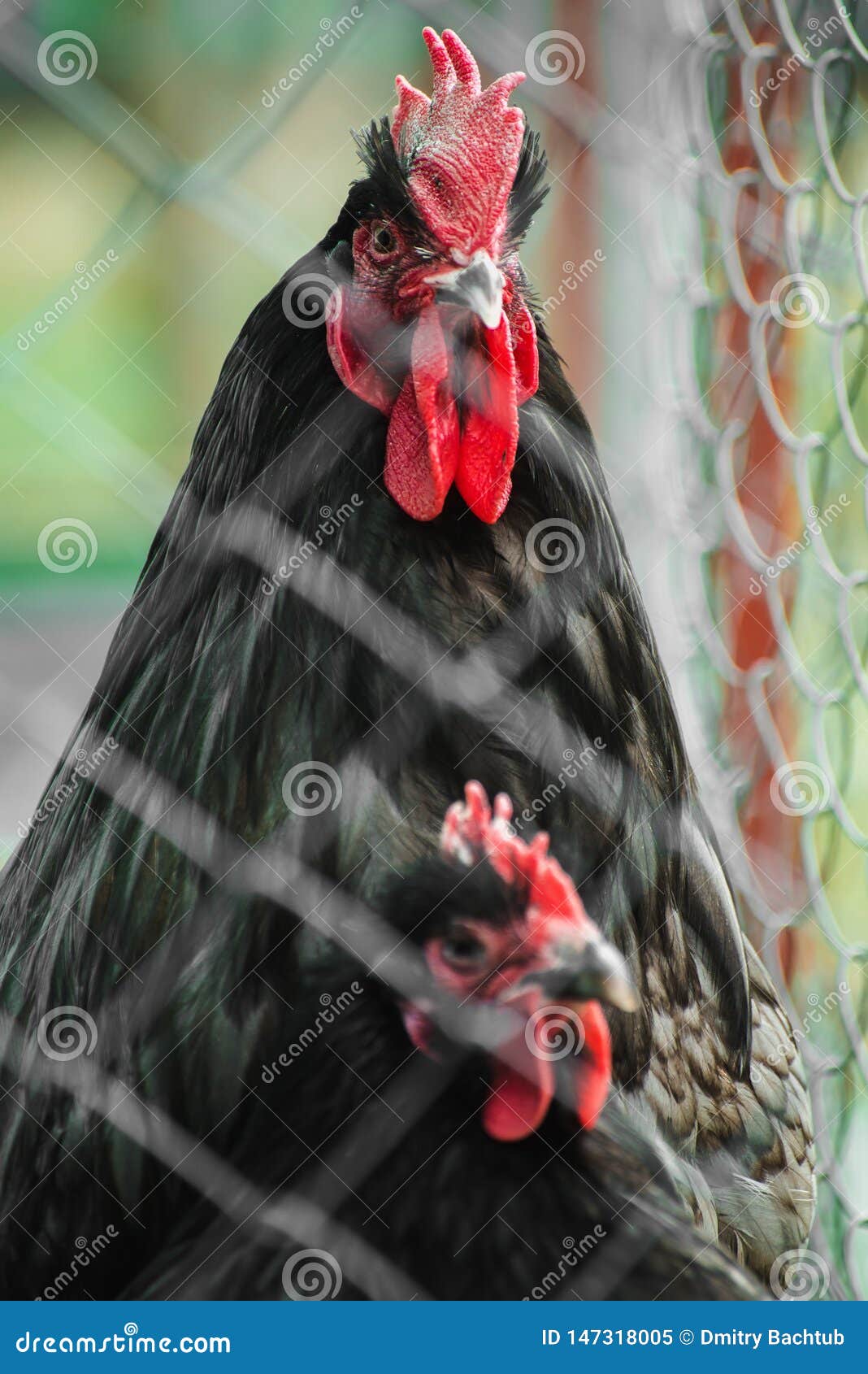 Rooster and Chicken in a Cage Stock Image - Image of cockerel, meat ...