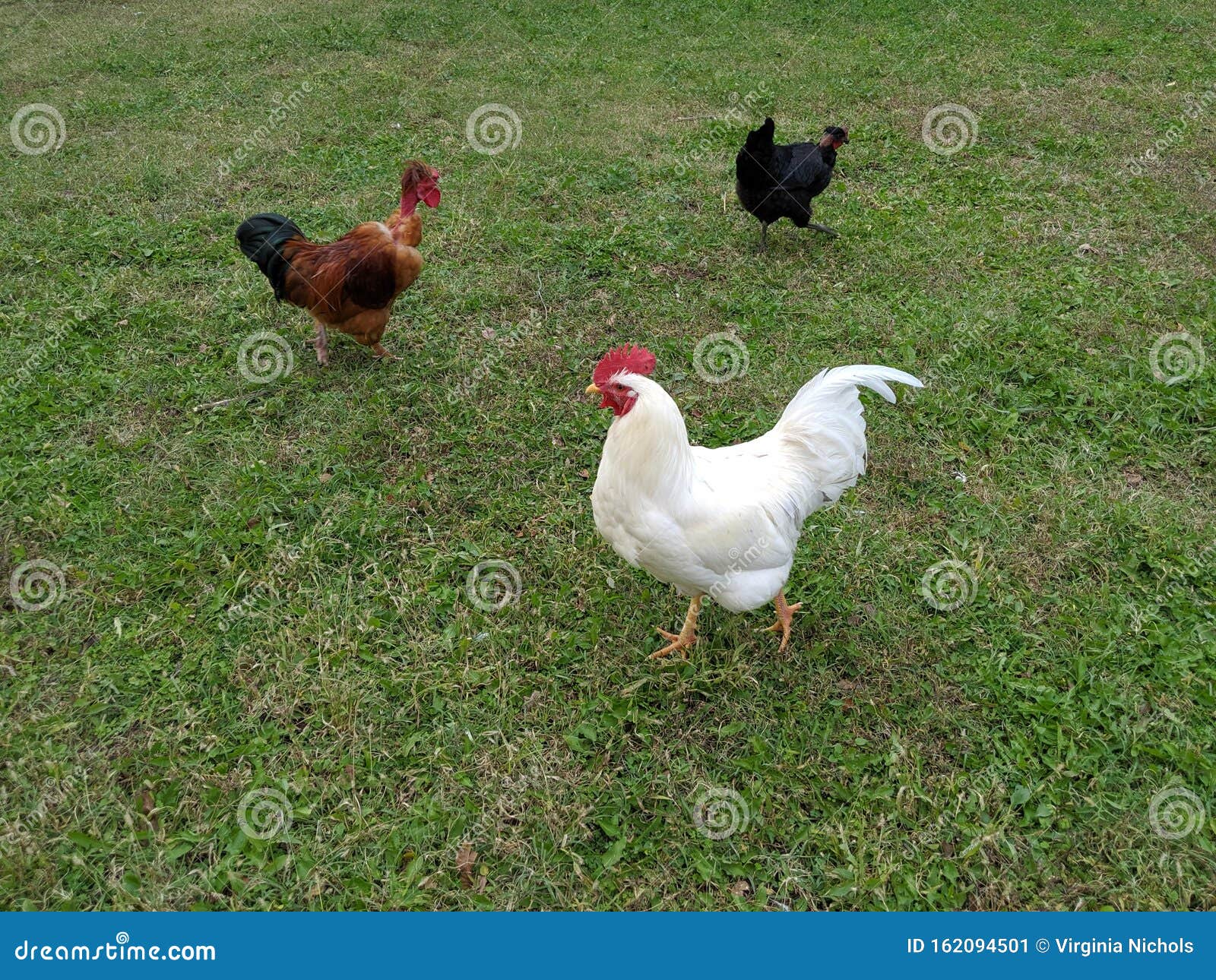 Rooster stock image. Image of crows, chicken, rooster - 162094501
