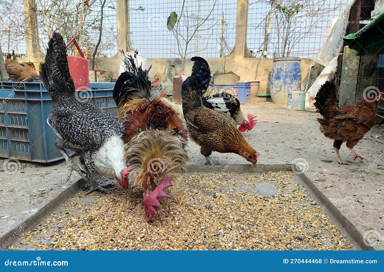 Rooster and Chicken Eating Their Foods Stock Photo - Image of ducks ...