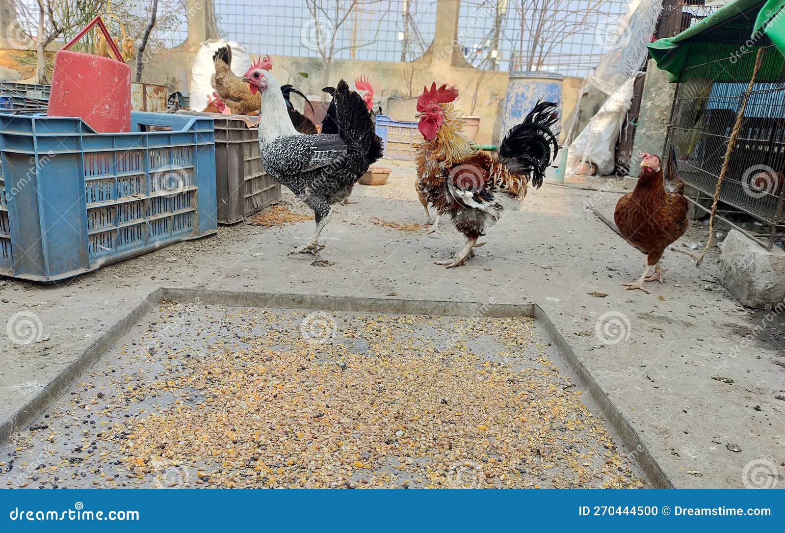 Rooster and Chicken Eating Their Foods Stock Photo - Image of fowl ...