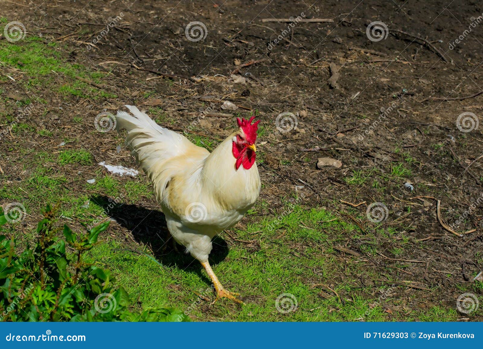 The rooster stock image. Image of crest, poultry, sunlight - 71629303