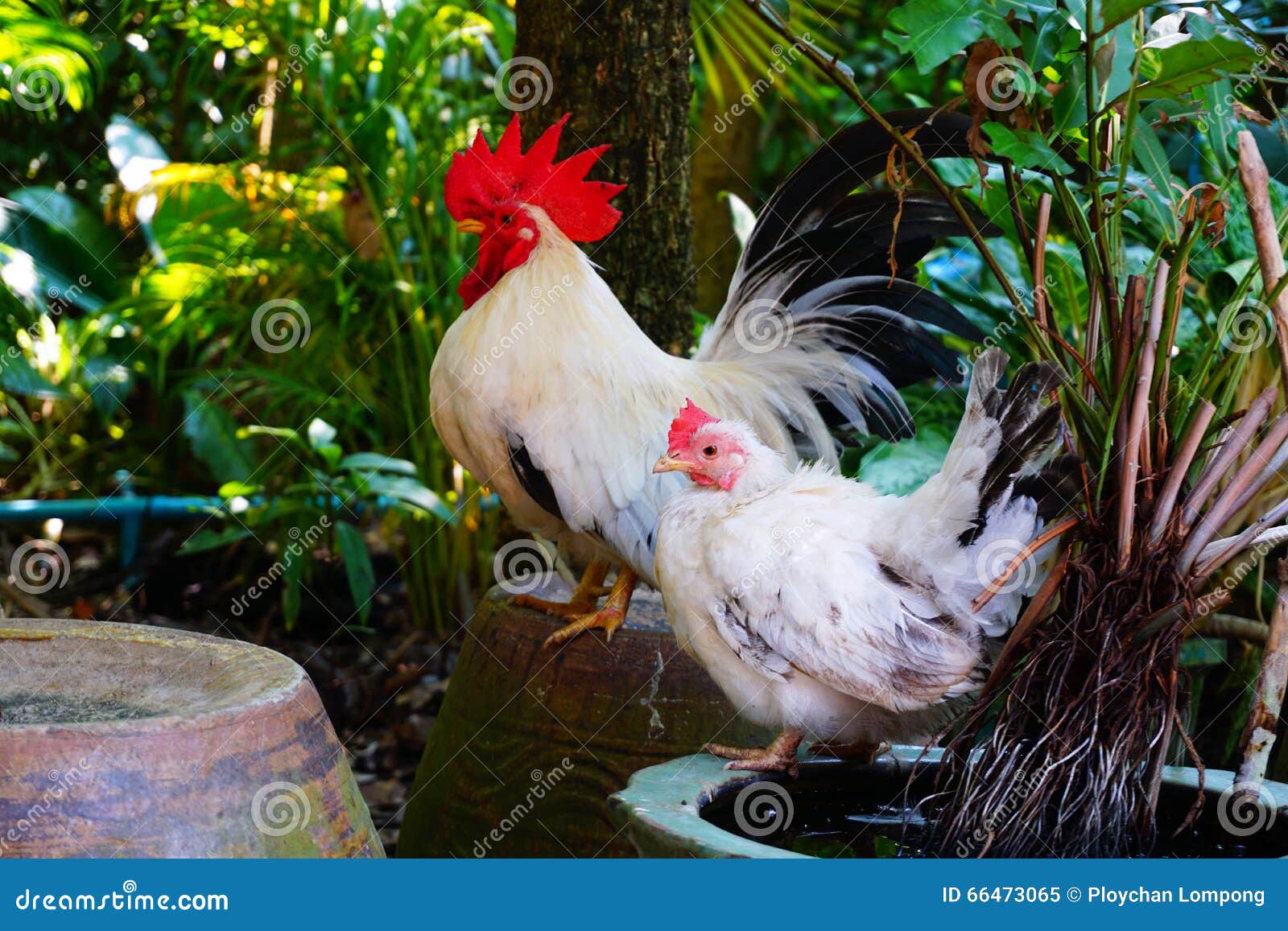 Rooster chicken stock image. Image of flowers, field - 66473065