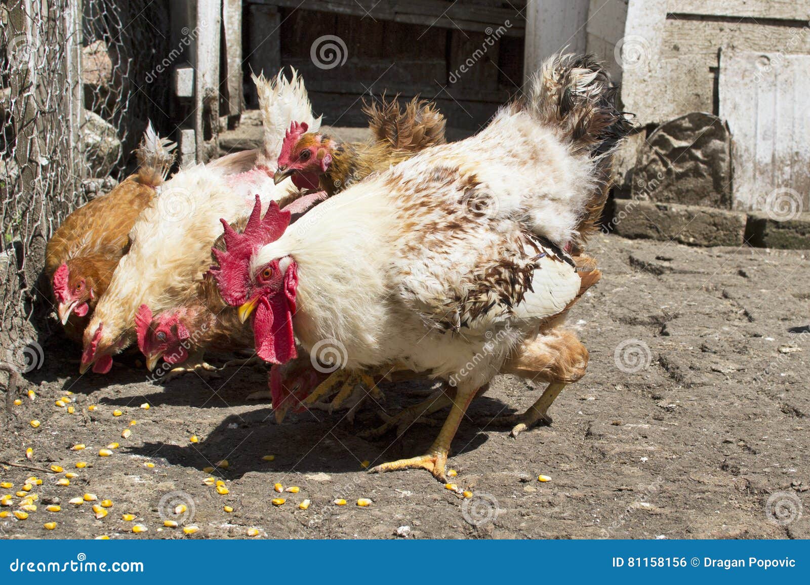 Rooster and Chicken in the Hen House Stock Photo - Image of corn ...