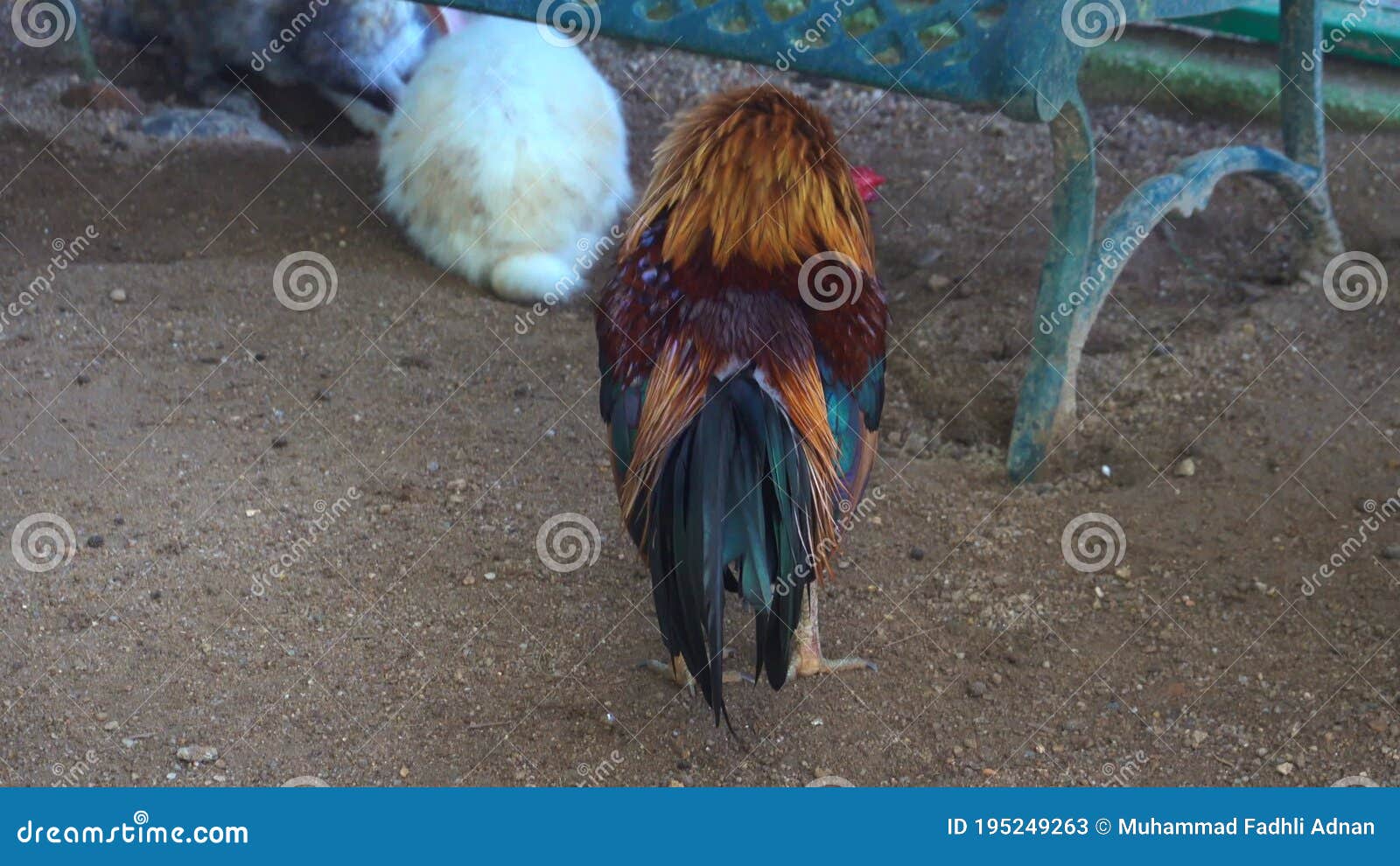Rooster or Chicken Inside a Cage Stock Video - Video of feather, grey ...