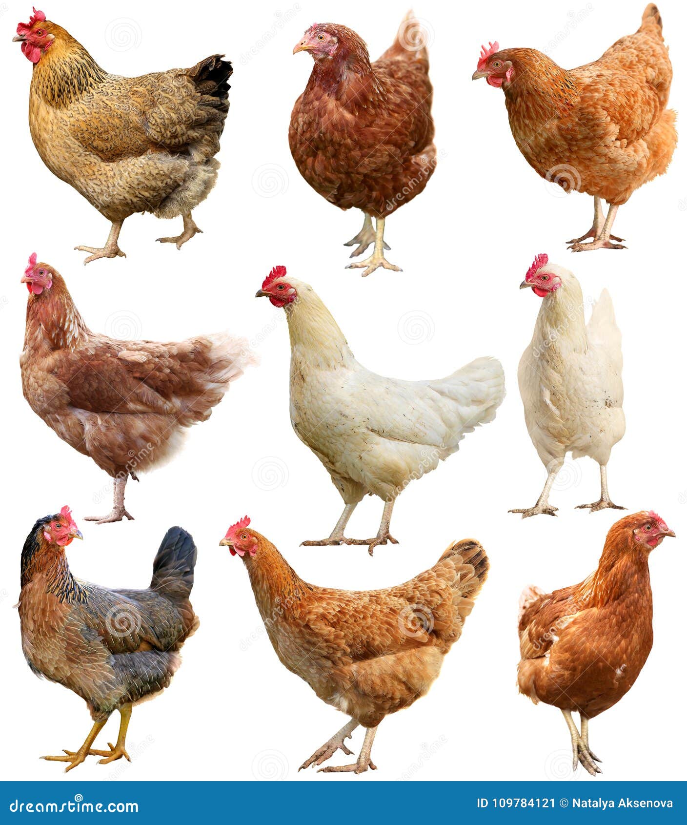 Set of Chicken Isolated on White. Stock Image - Image of avian, natural ...