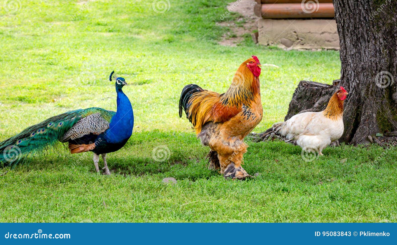 Rooster, Chicken and Peacock Stock Image - Image of color, chicken ...