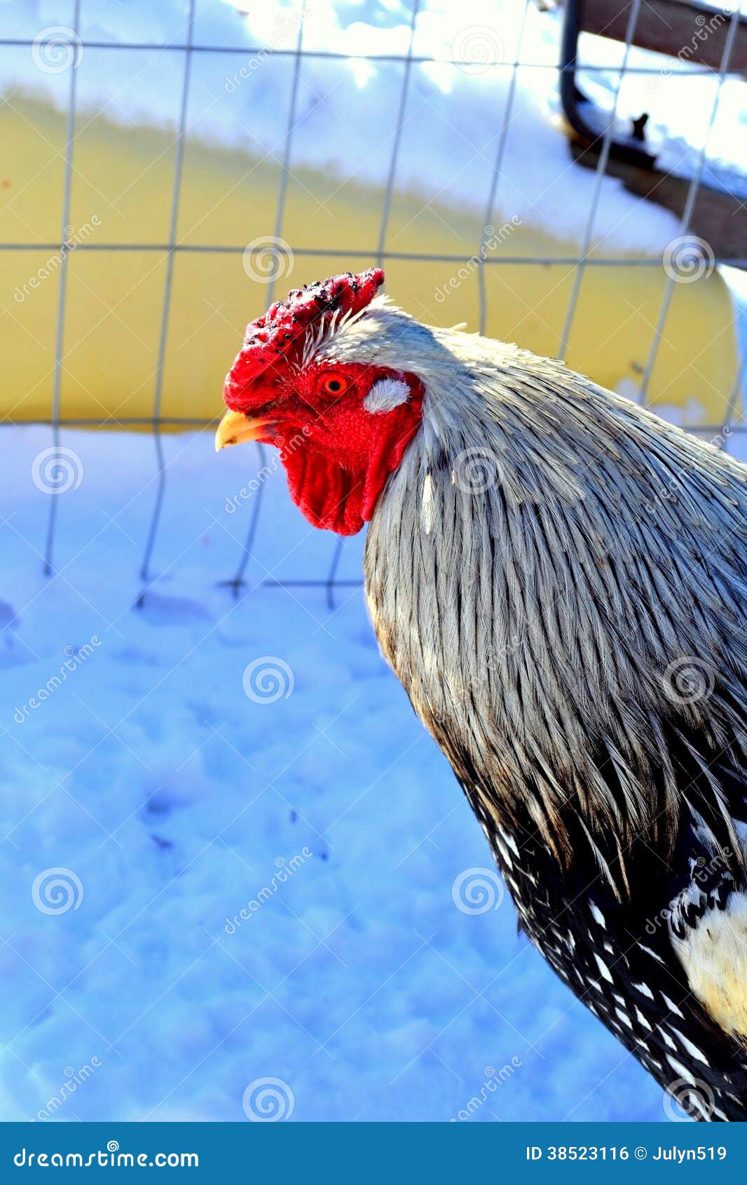Rooster in the chicken pen stock photo. Image of barnyard - 38523116