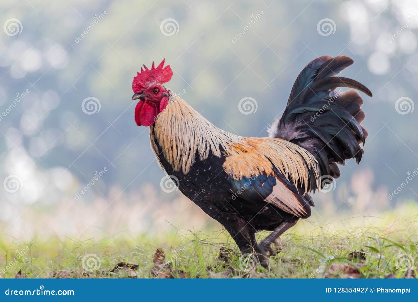 Rooster or Chicken on Traditional Free Range Poultry Farm Stock Image ...