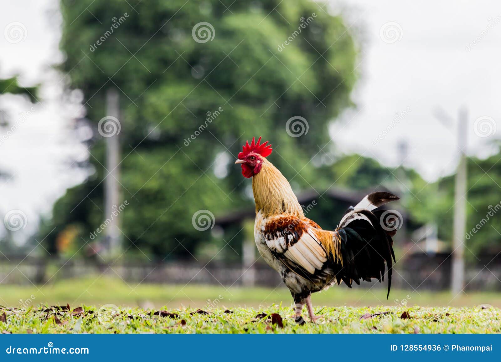 Rooster or Chicken on Traditional Free Range Poultry Farm Stock Photo ...
