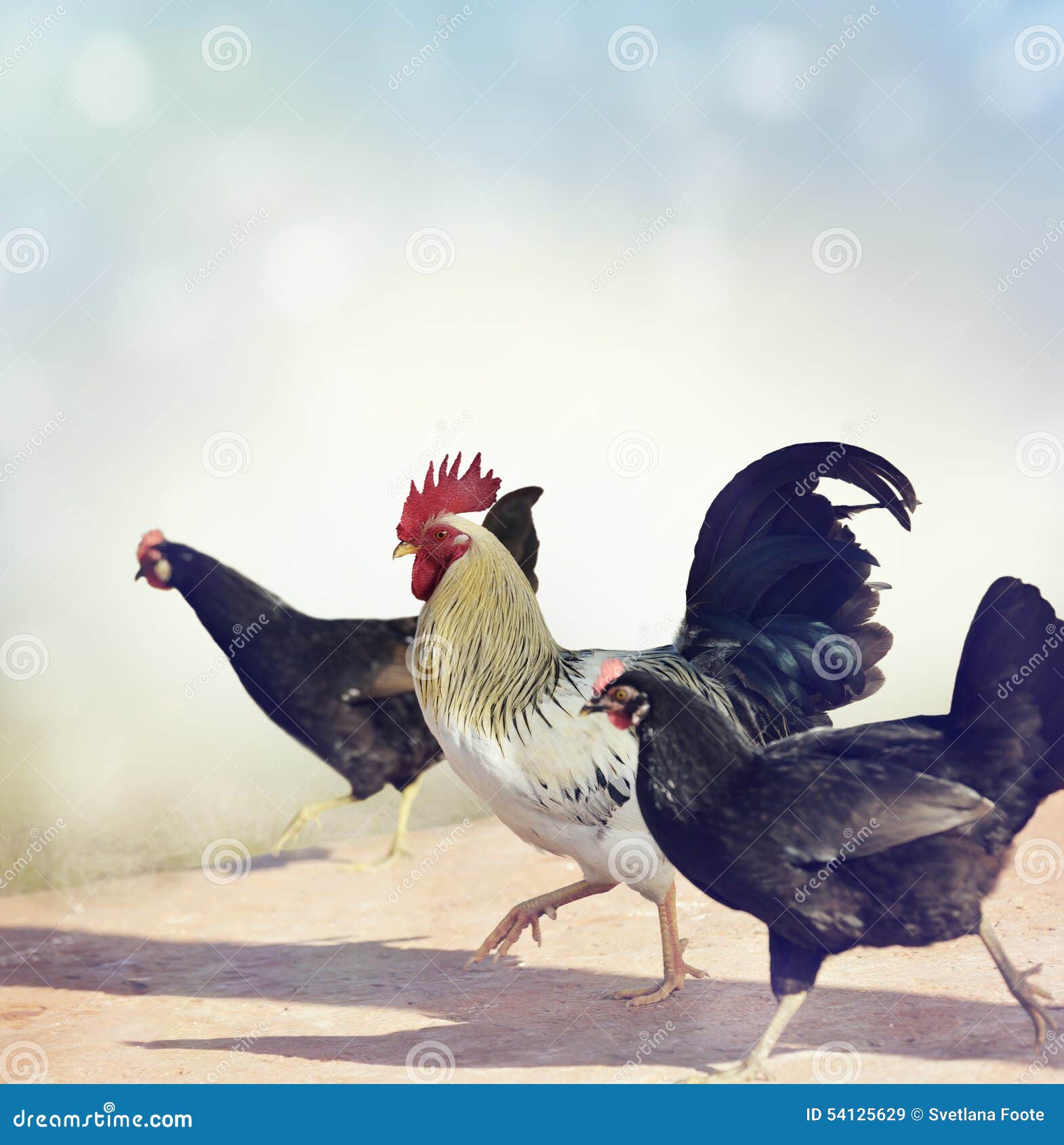 Rooster and Chickens. stock image. Image of plumage, rooster - 54125629
