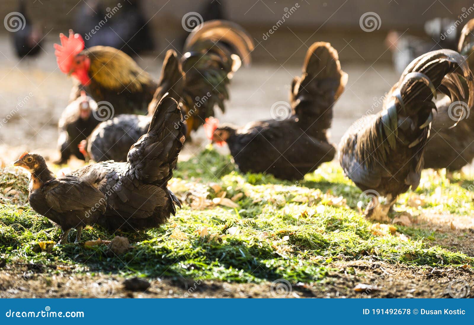 Rooster With Chickens Royalty-Free Stock Photography | CartoonDealer ...