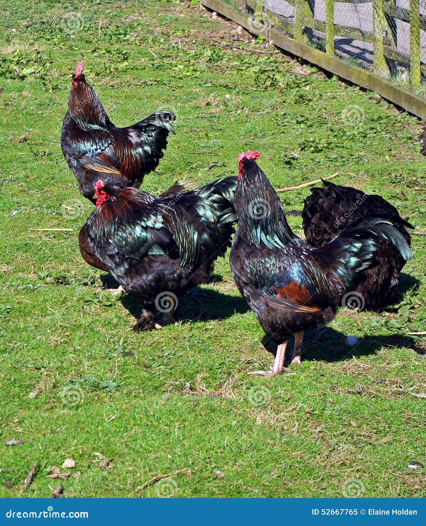 Rooster and Chickens stock image. Image of green, bird - 52667765