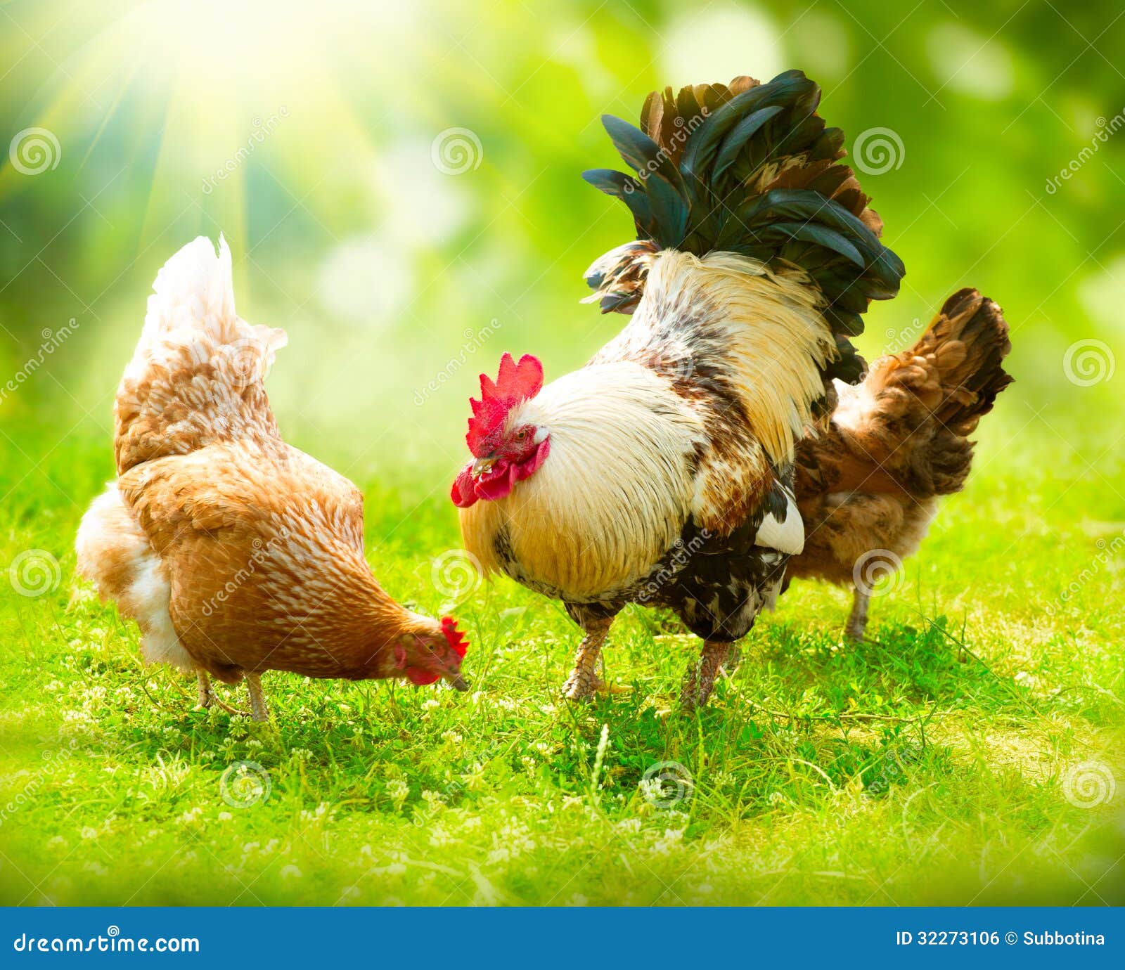 Rooster and Chickens stock photo. Image of fence, crowing - 32273106