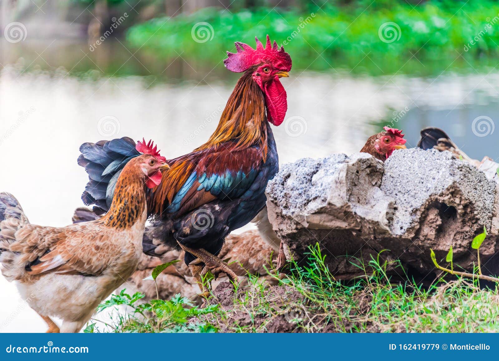 Rooster and Chickens on a Free Range Poultry Farm Stock Image - Image ...