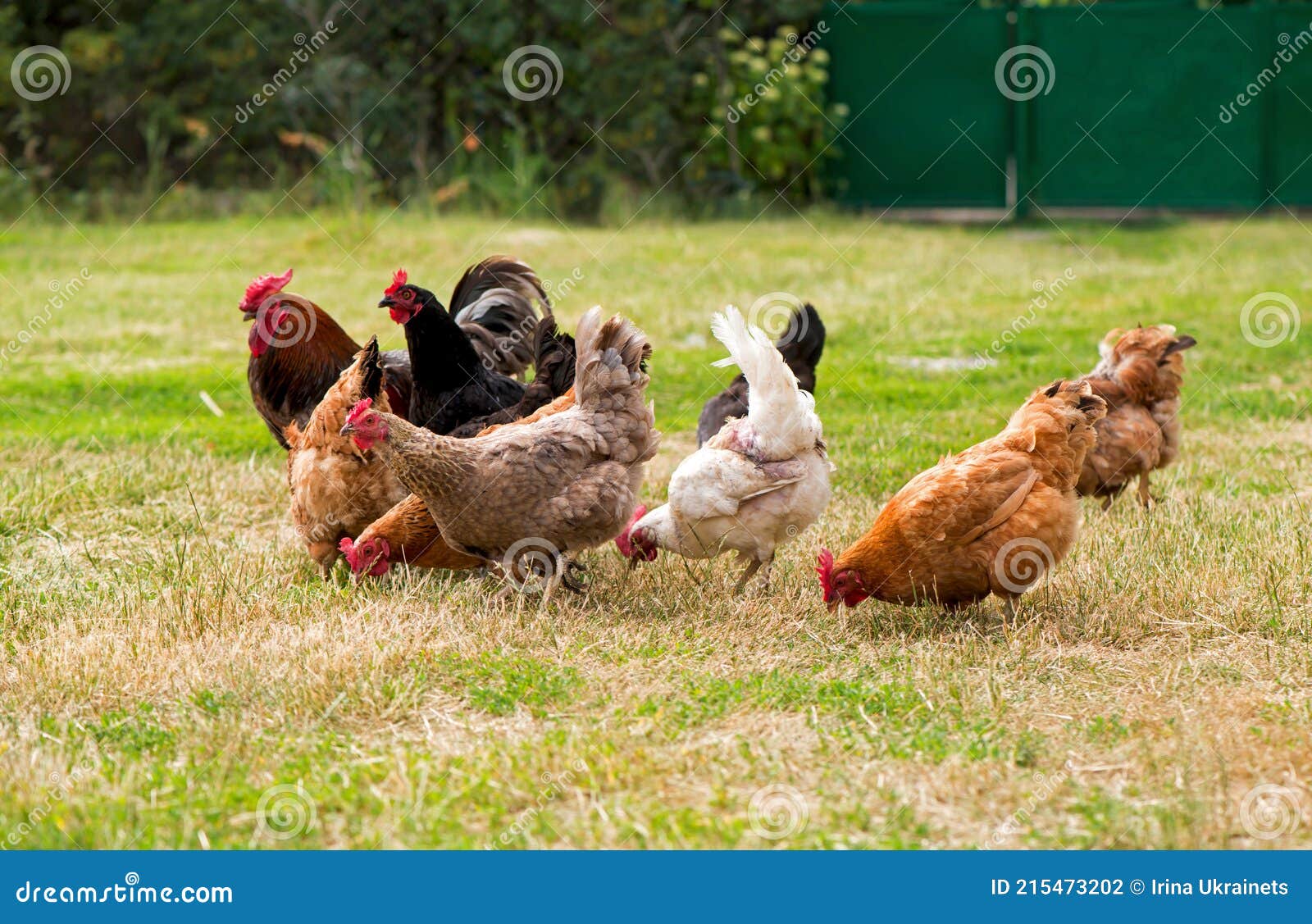 Rooster and Chickens Grazing on the Grass Stock Photo - Image of ...