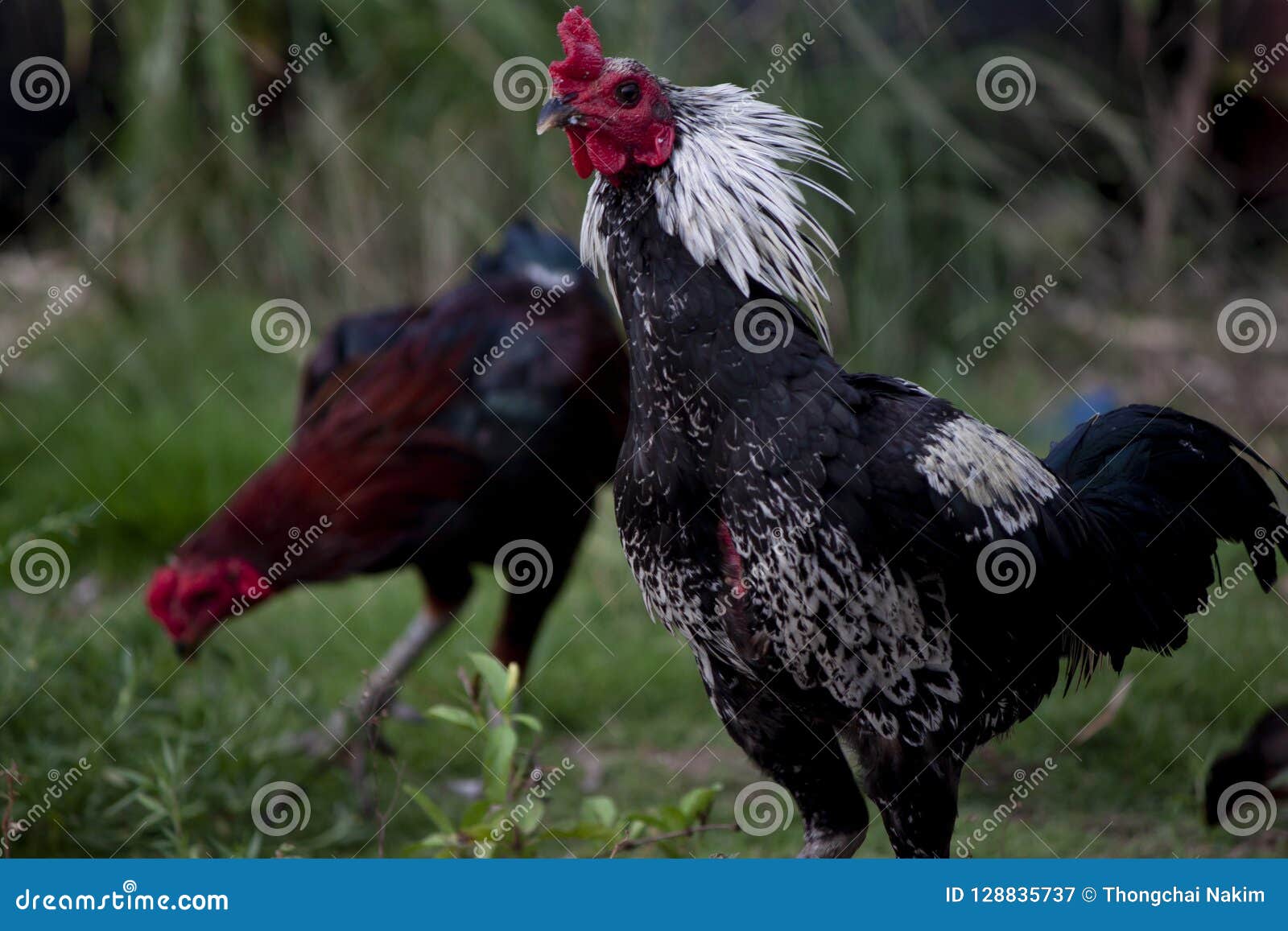 Rooster And Chickens On Traditional Free Range Poultry Farm. Close Up ...