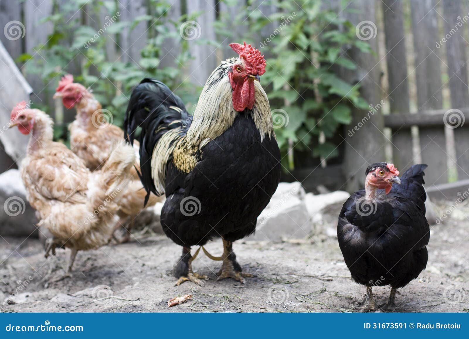 Rooster With Chickens Royalty-Free Stock Photography | CartoonDealer ...