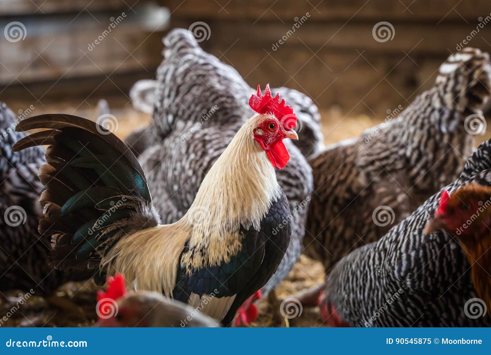 Rooster among Chickens stock image. Image of agriculture - 90545875