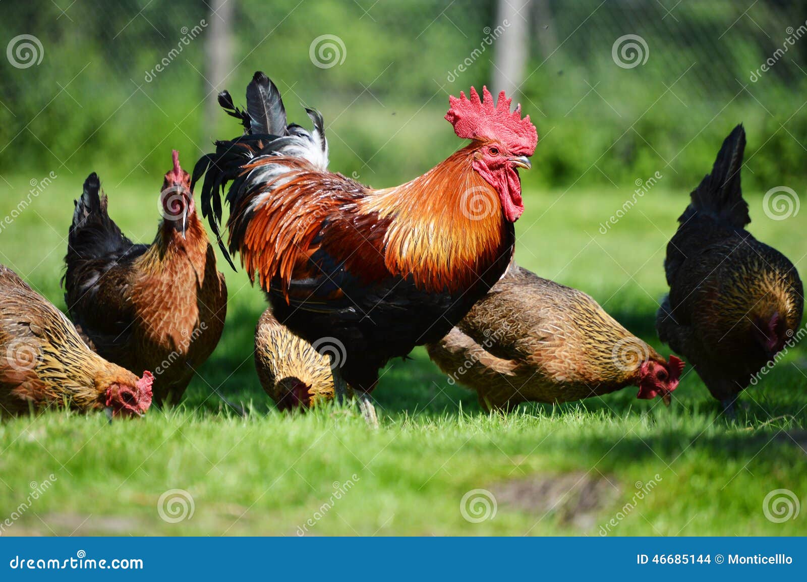 Rooster and Chickens on Traditional Free Range Poultry Farm Stock Photo ...