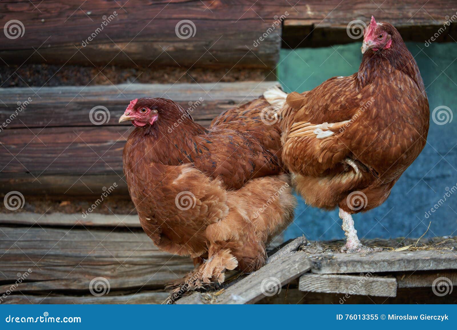 Rooster or Chickens on Traditional Free Range Poultry Farm Stock Image ...
