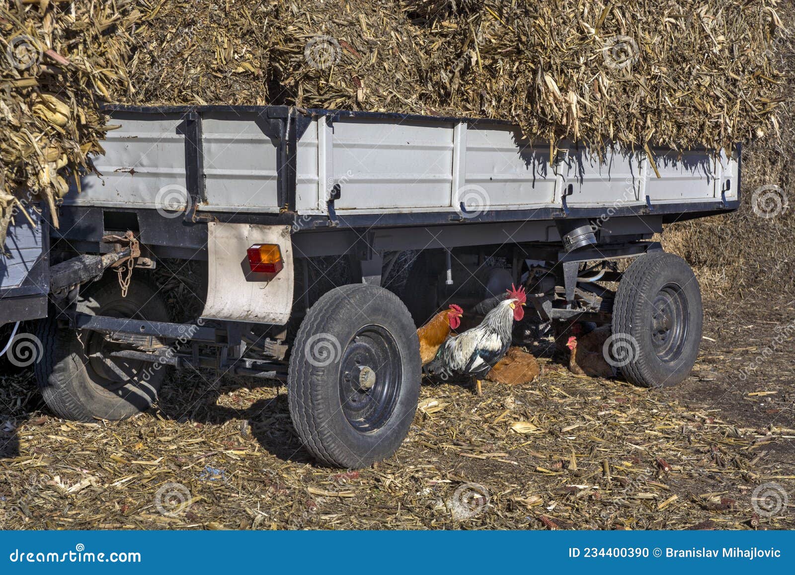 Rooster and Chickens Under the Trailer Stock Photo - Image of livestock ...