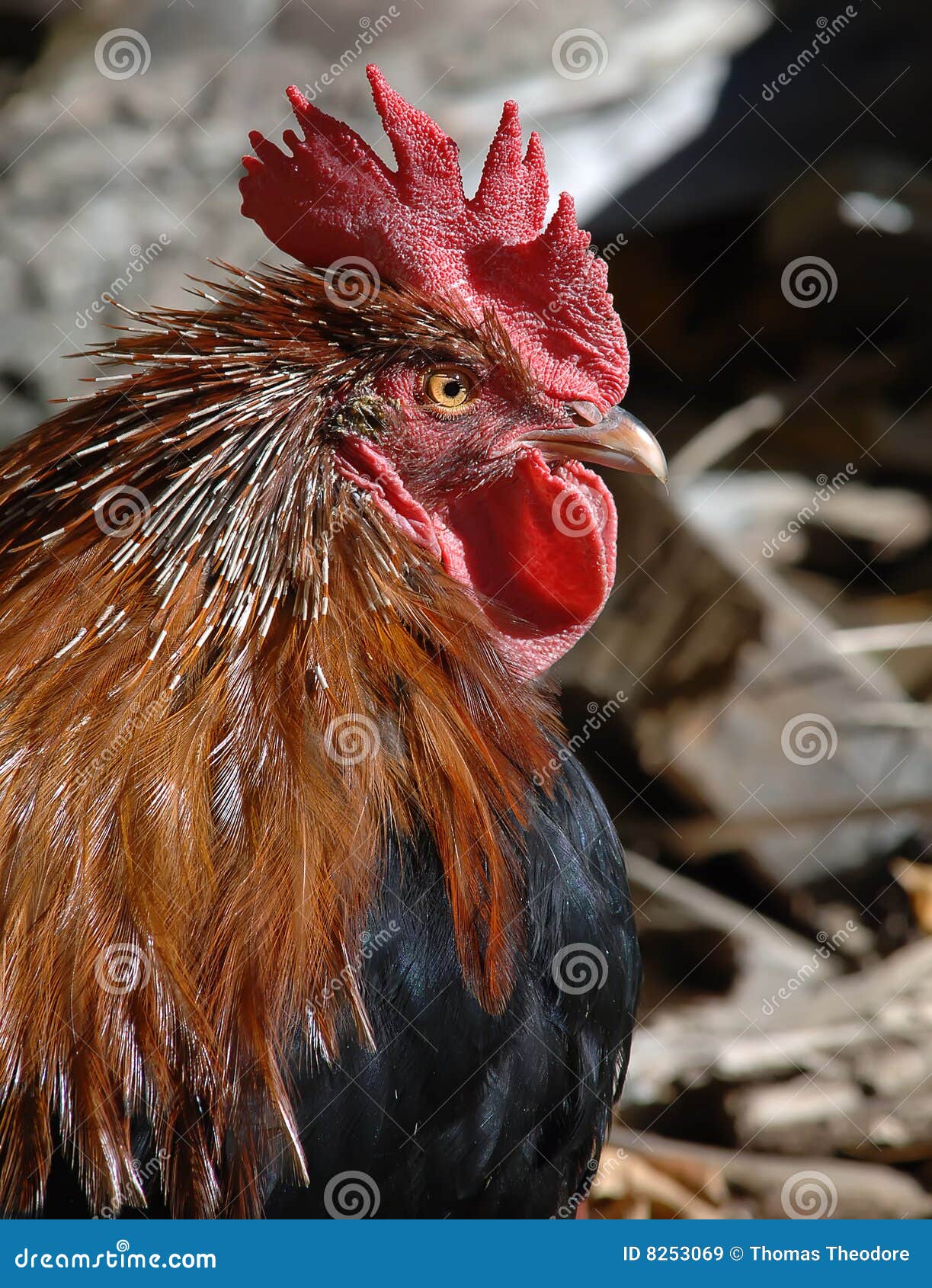 Rooster close-up stock image. Image of looking, alertness - 8253069