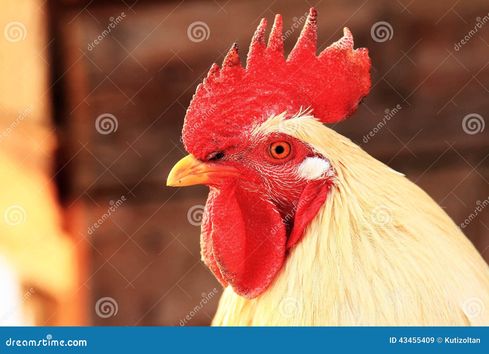 Rooster stock image. Image of rural, avian, feathers - 43455409