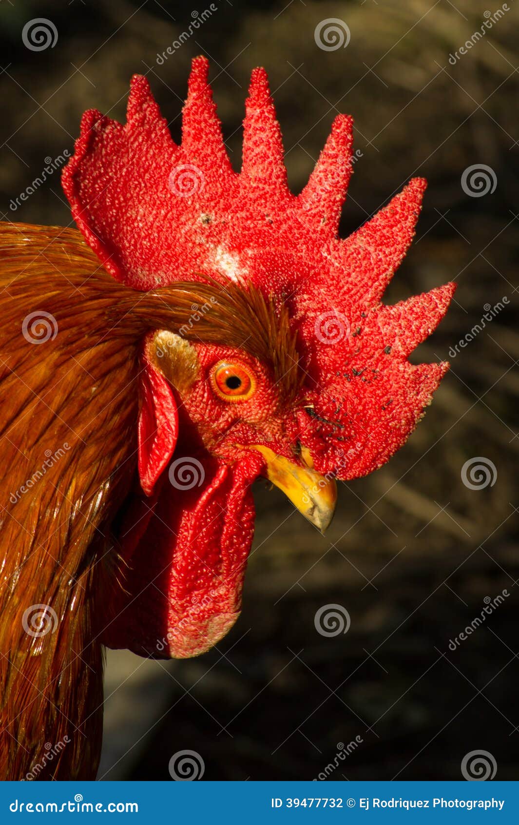 The rooster stock photo. Image of chicken, range, adult - 39477732