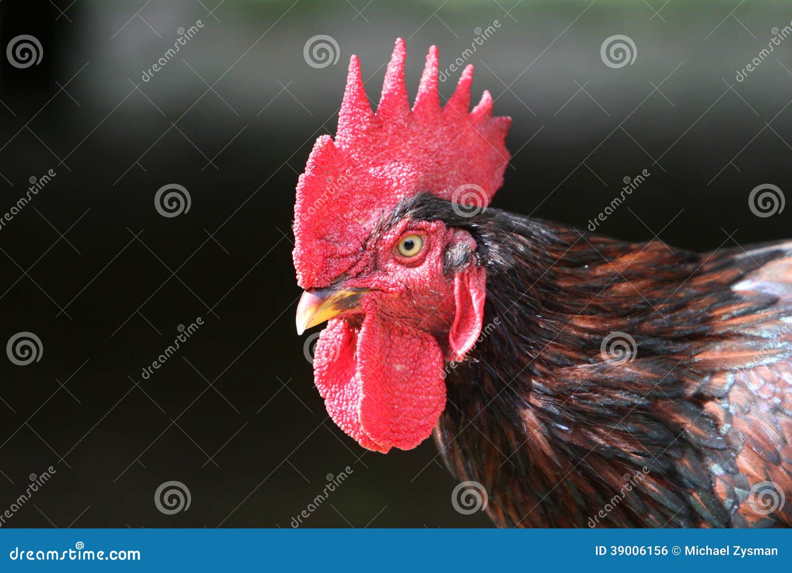 Rooster Closeup stock photo. Image of domesticated, male - 39006156