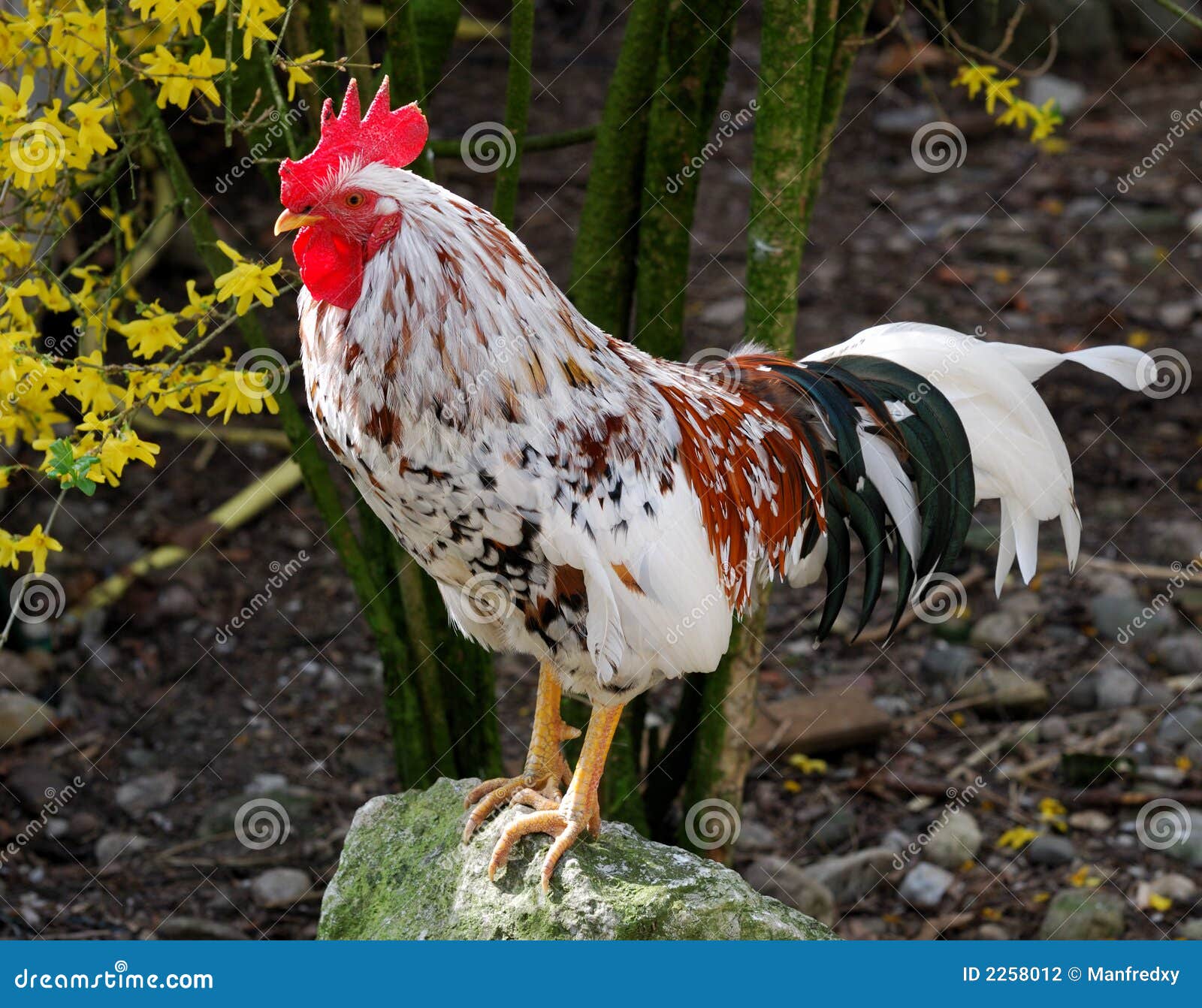 Rooster - stock photo. Image of yellow, dominant, feathering - 2258012