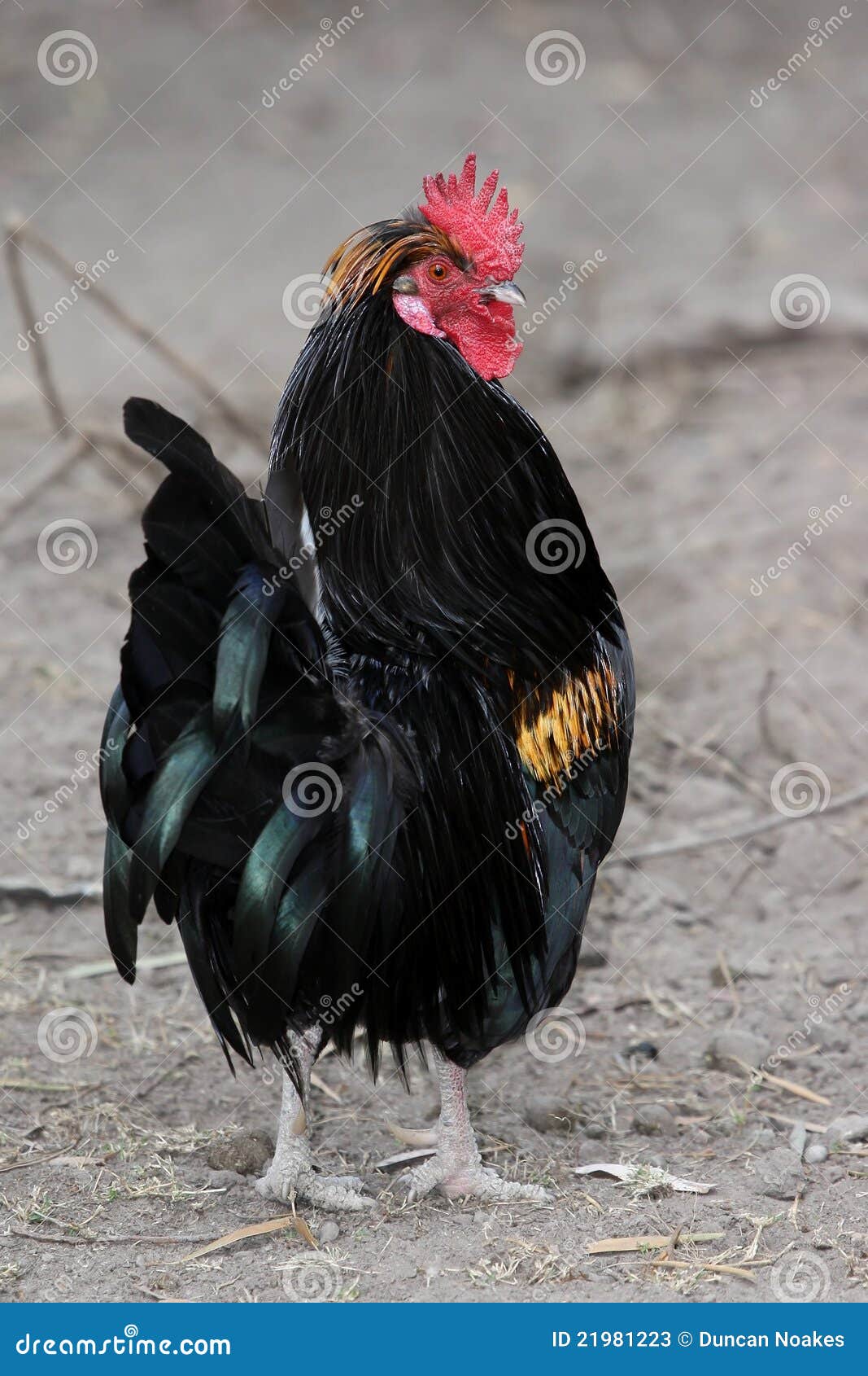 Rooster or Cockerel Bird stock image. Image of grand - 21981223